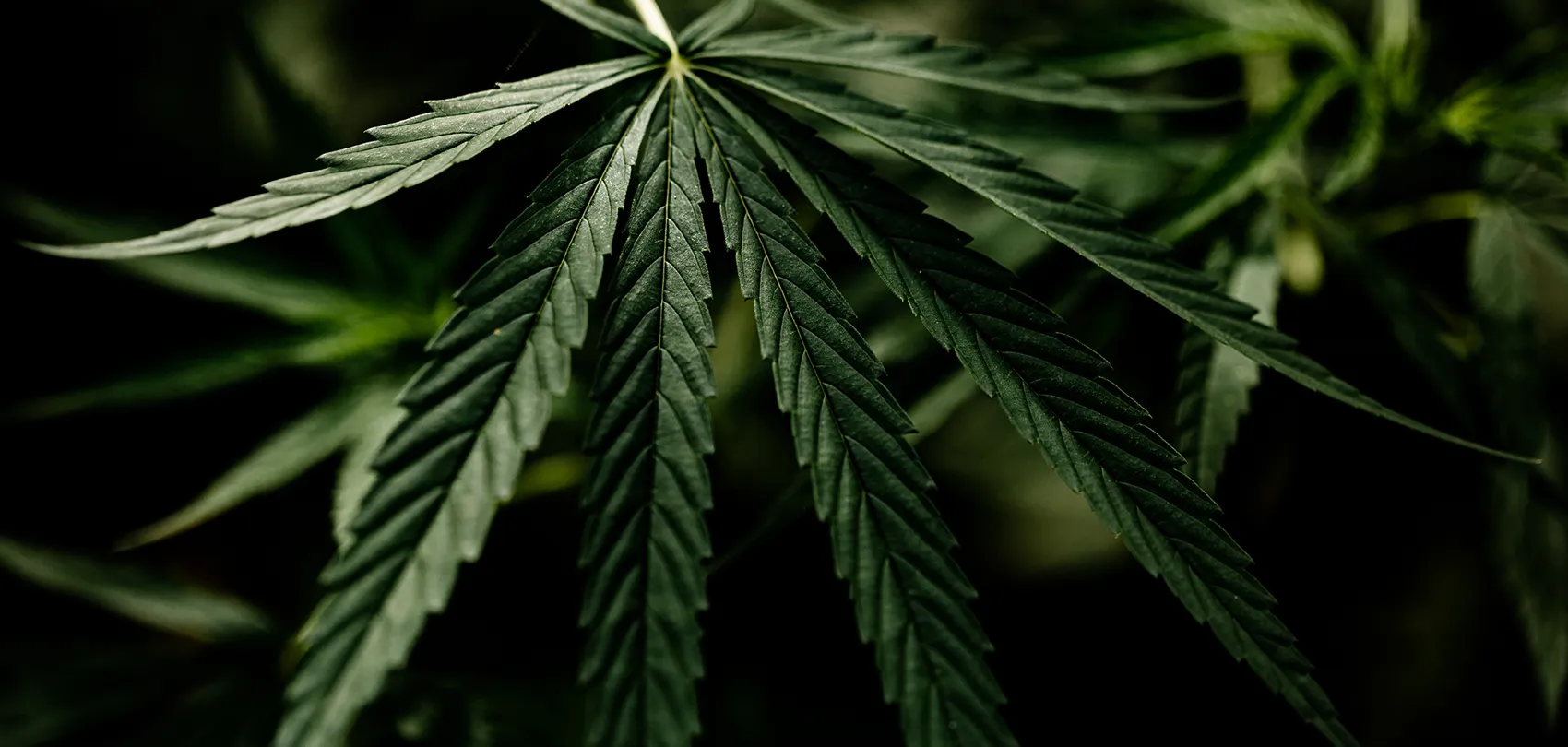Weed & Vaping on a Cruise Ship: Is It Legal?